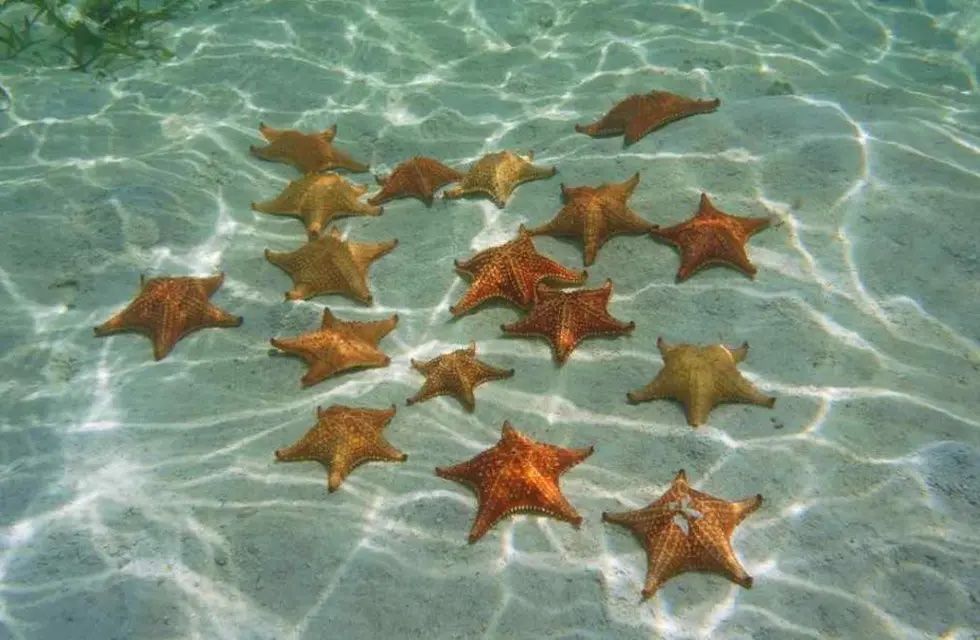 ACT ESTRELLA U1 | Genially