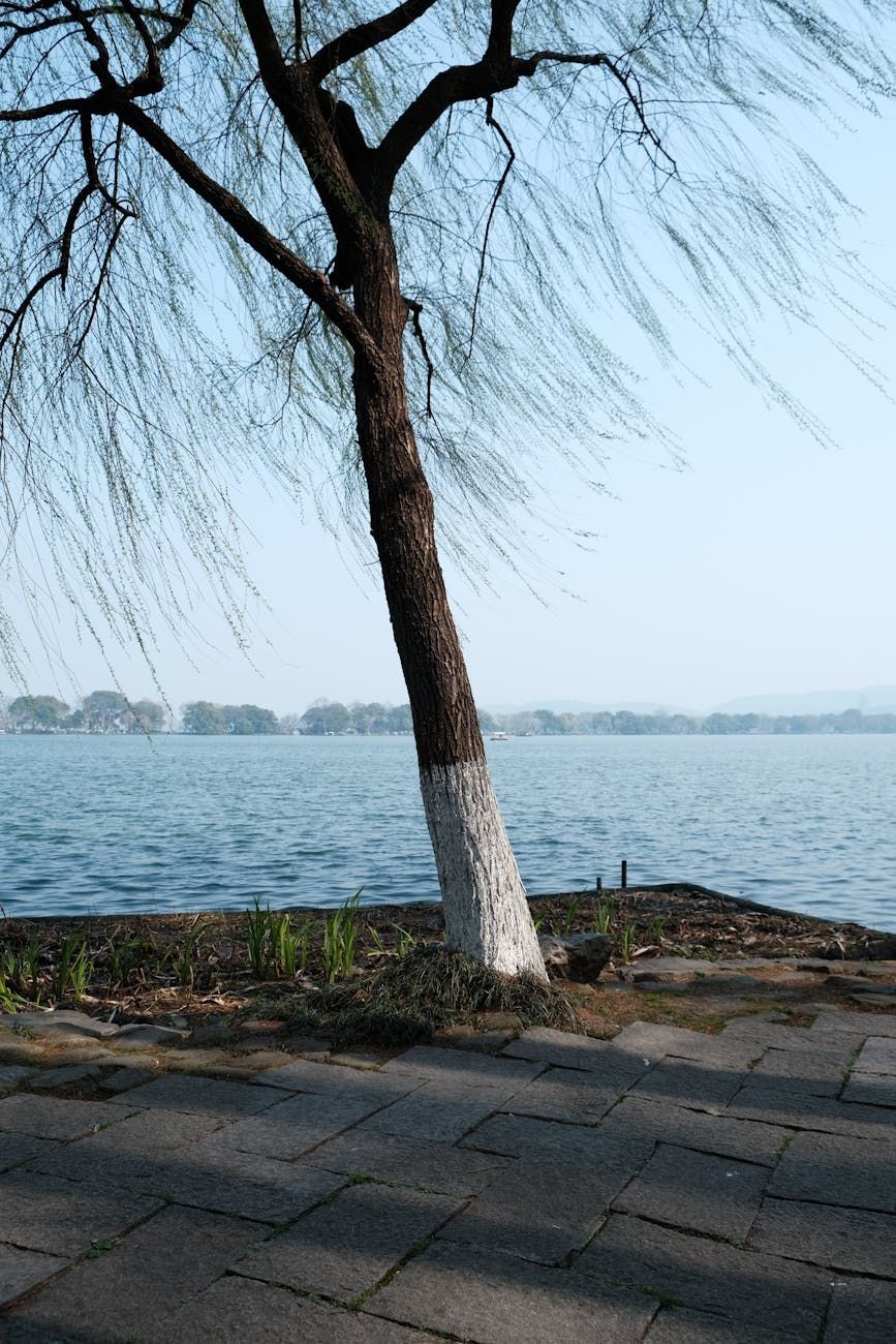 Árbol del Derecho | Genially