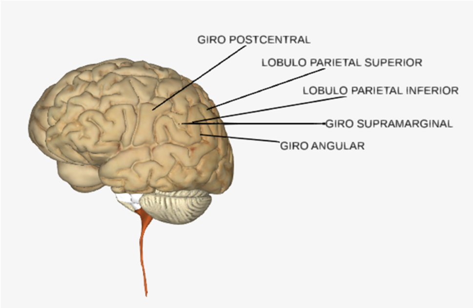 Giro Angular Del Cerebro Cerebral Peduncle Stock Illustrations – 86