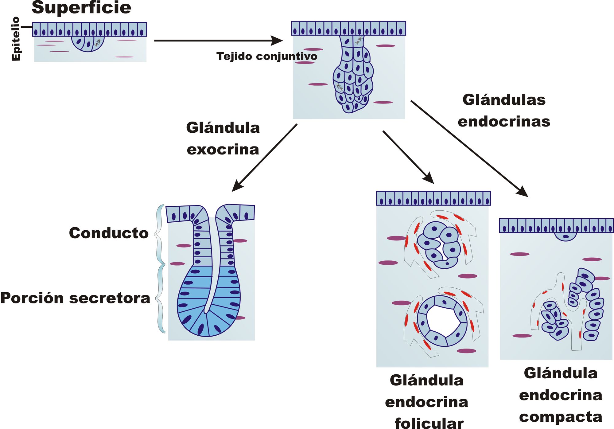 25. Origen de las glándulas | Genially