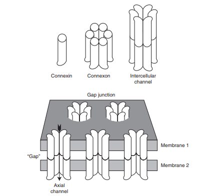 18. Uniones GAP | Genially