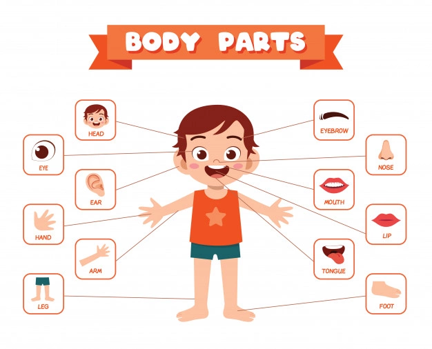 Kompaktn Roux V ina Human Body Parts Vocabulary Sm d Skry Podstatne Kompaktn Roux V ina Human Body Parts Vocabulary Sm d Skry Podstatne