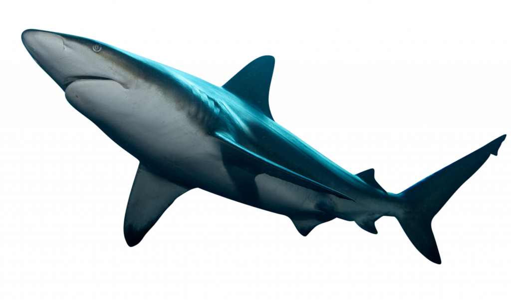 ELA Shark Tank Project Options | Genially