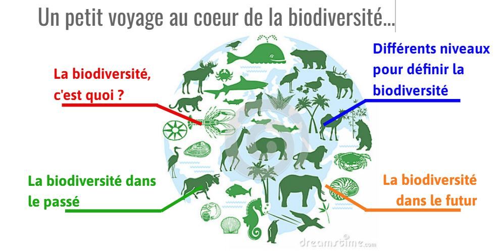 Biodiversité et Evolution | Genially