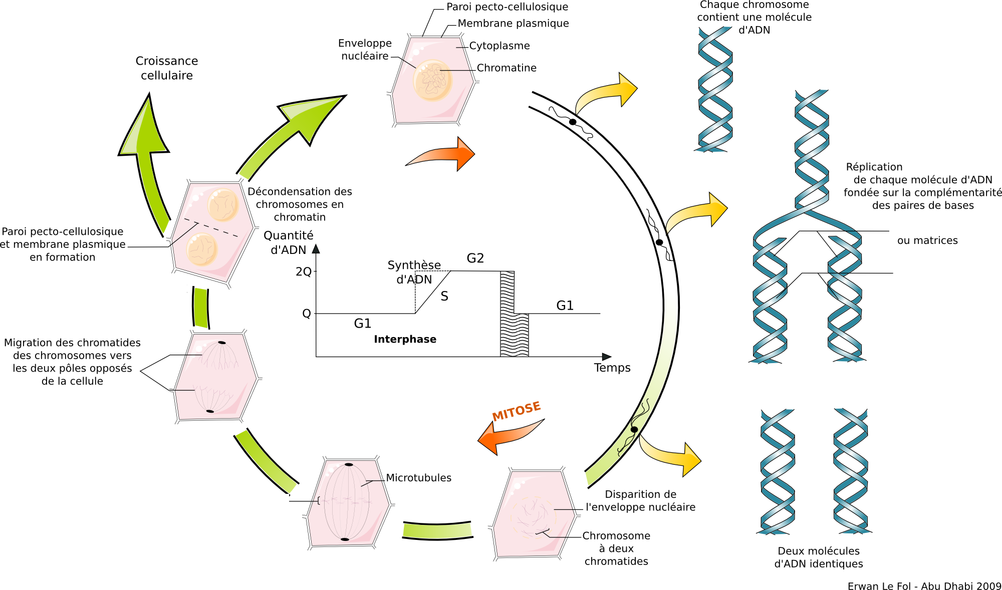 schéma bilan division cellulaire