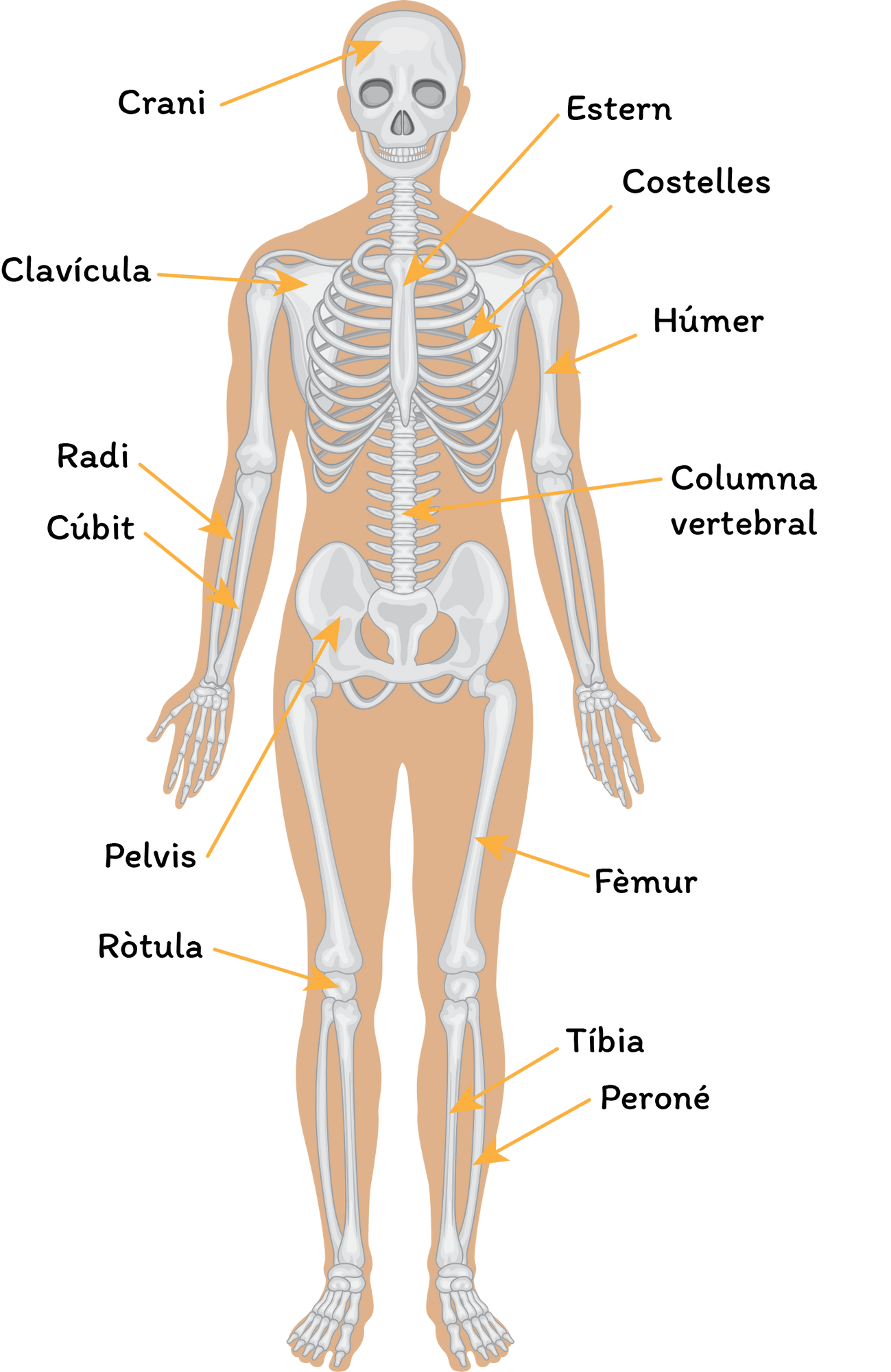 Esquelet humà | Genially