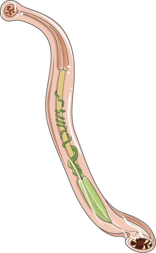SEED LIST | Genially