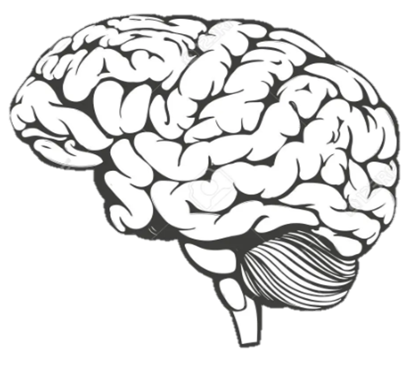 El proceso auditivo | Genially