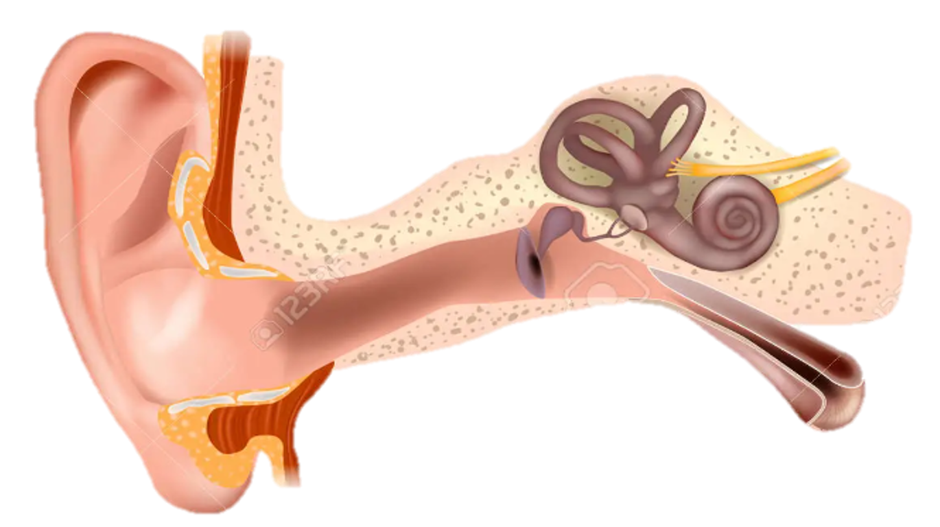 El proceso auditivo | Genially