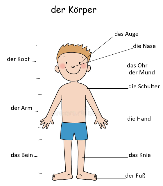 Der Körper auf Deutsch | Genially