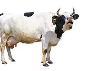 PANDA ANT | Genially