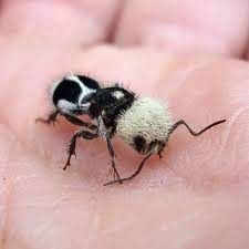 PANDA ANT | Genially