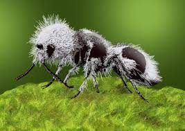 PANDA ANT | Genially