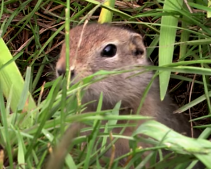 Chapitre 5-Le peuplement au fil des saisons | Genially