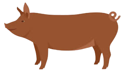 ANIMAL FARM CHARACTERS QUIZ | Genially