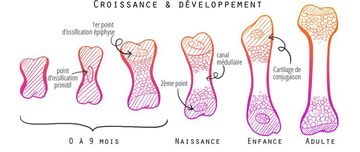 le jeu de la croissance osseuse