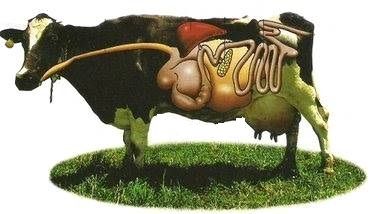 Sistema digestivo aves granívoras e ruminantes | Genially