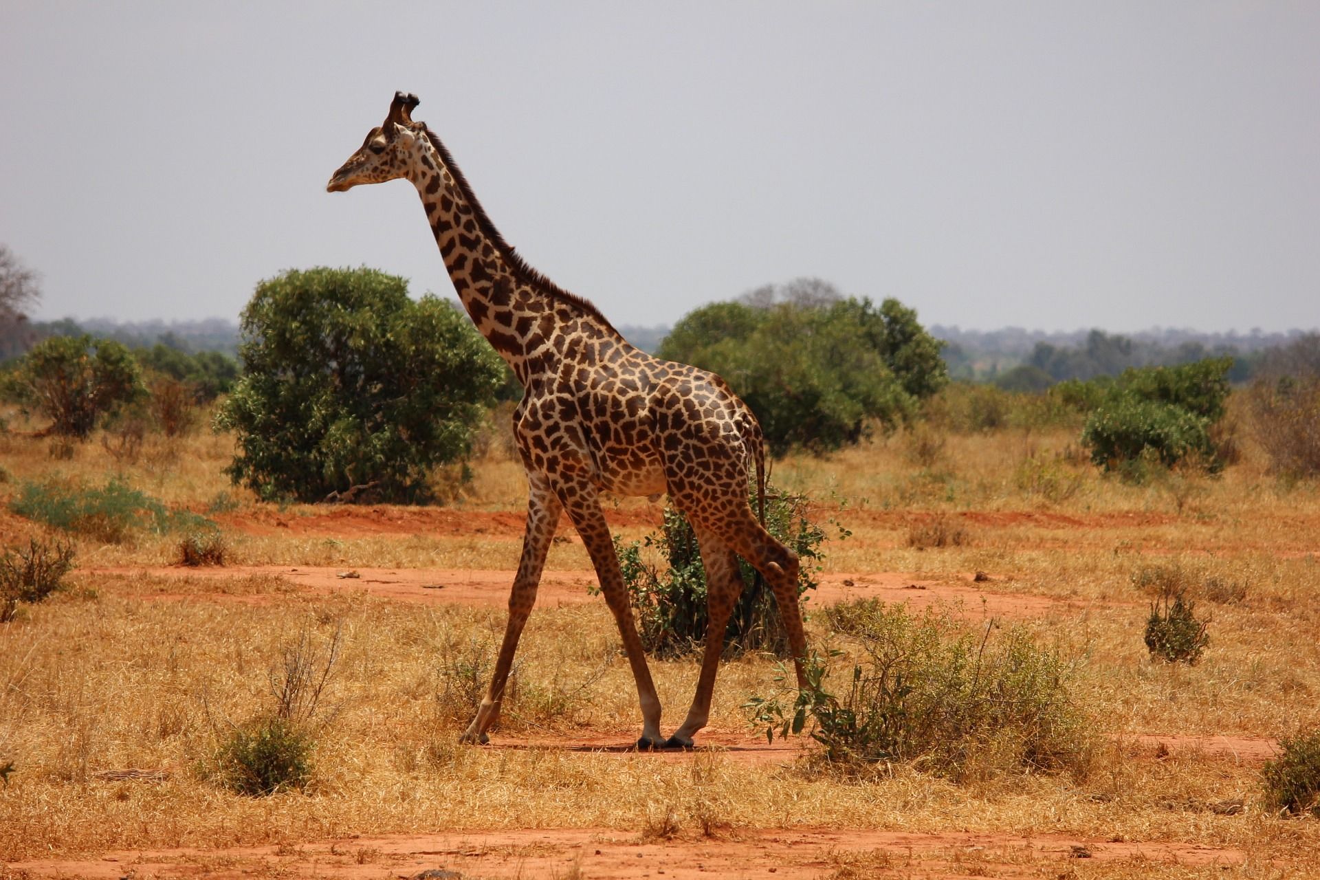 ANIMALS PRESENTATION | Genially