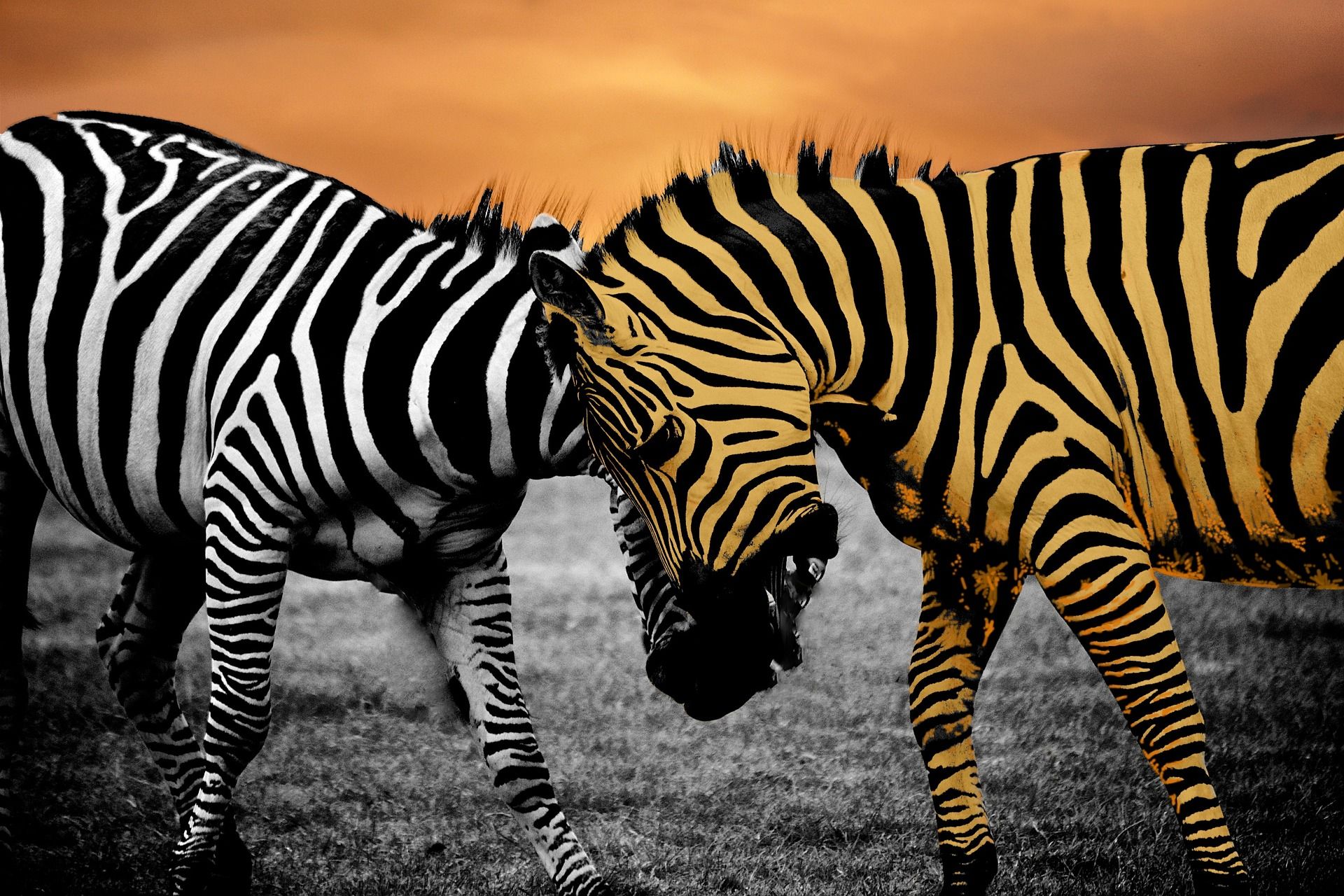 ANIMALS PRESENTATION