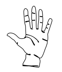 El cuerpo humano: Extremidades