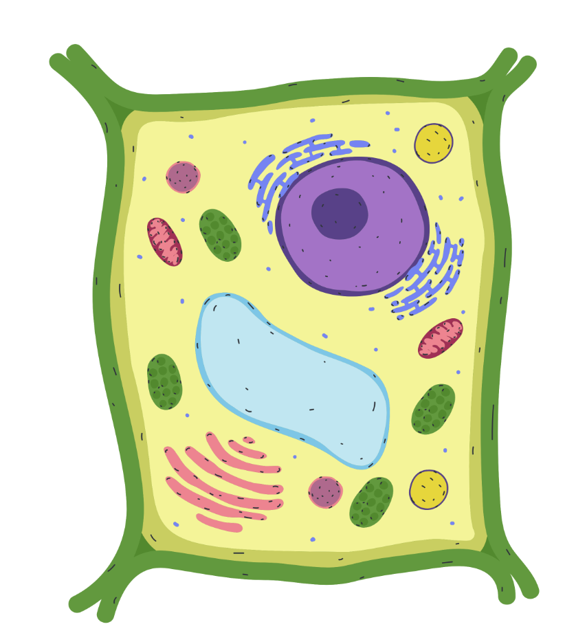 Echelle du vivant | Genially