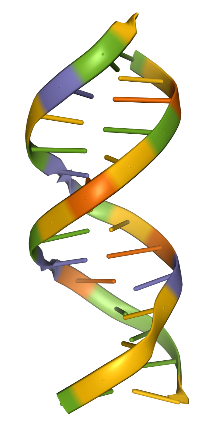 Structure de la molécule d'ADN | Genially