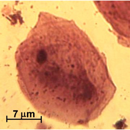 Calcul taille réelle | Genially