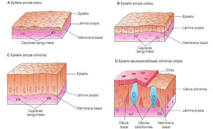 MAPA MENTAL EDUCACIÓN