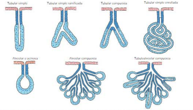 MAPA MENTAL EDUCACIÓN