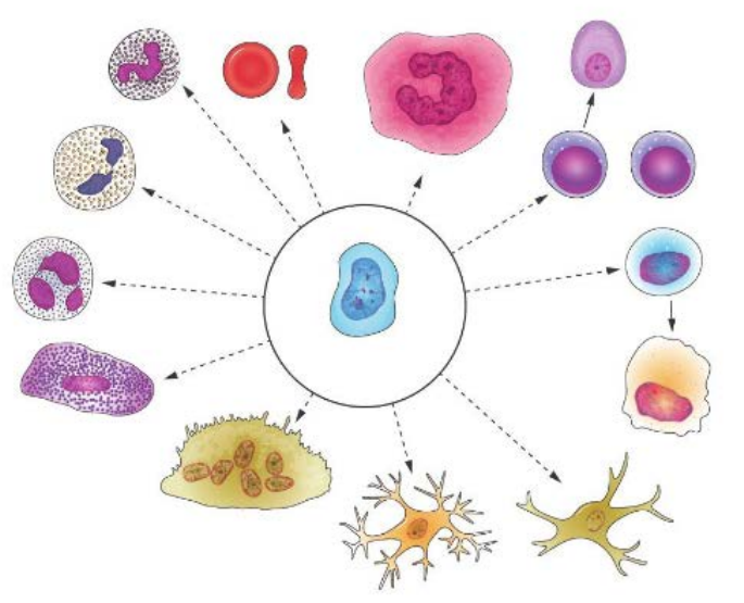 MAPA MENTAL EDUCACIÓN