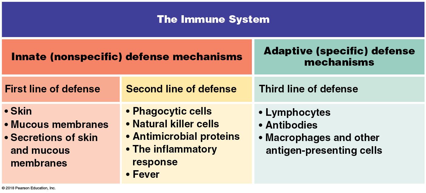 Lymphatic & Immune System Video Playlist