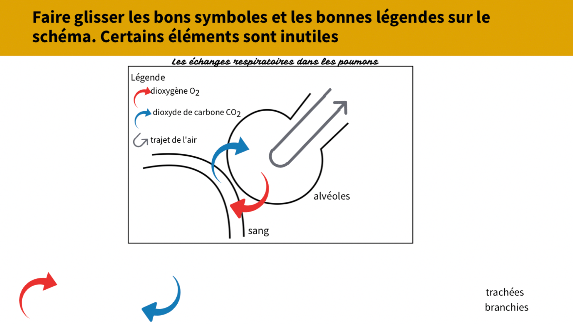 schématiser les échanges respiratoires | Genially