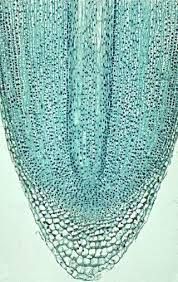 MAPA MENTAL. TEJIDO MERISTEMÁTICO | Genially