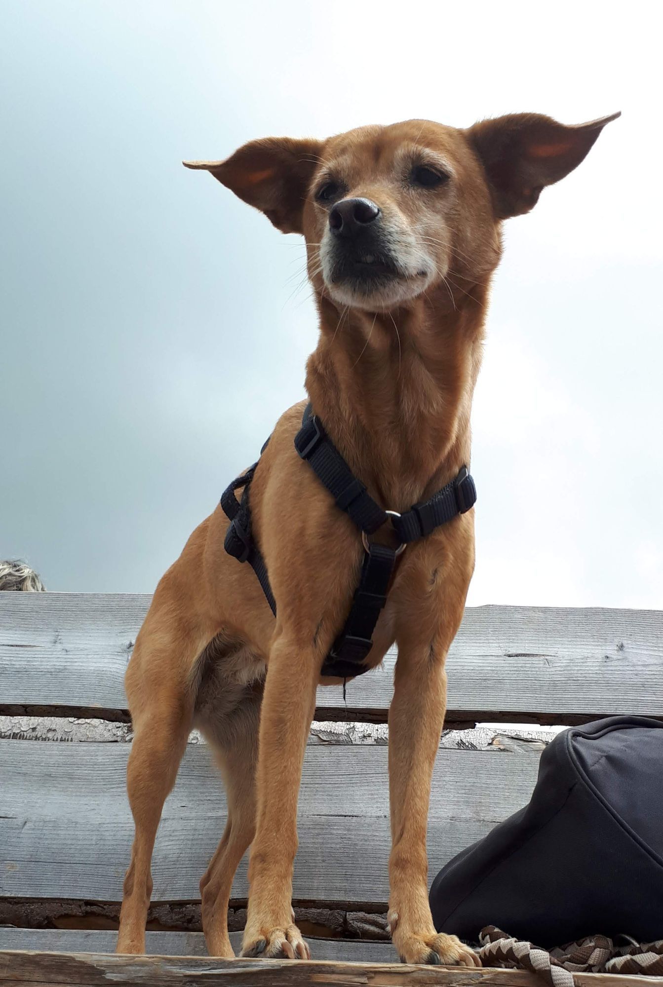 silvia.zanmarchi | Genially