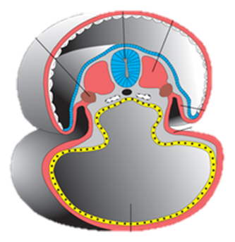 Mapa mental Somitogénesis | Genially