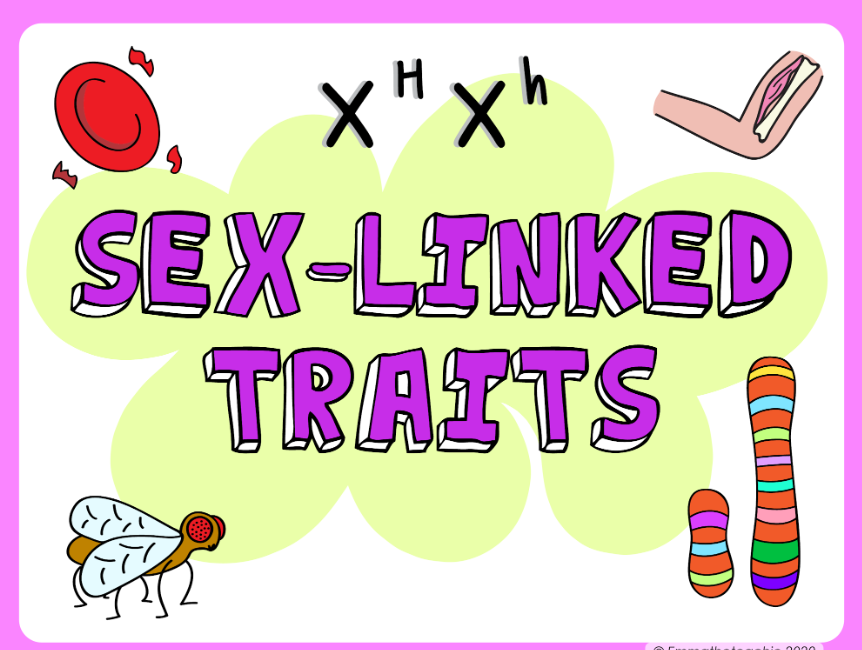 sex-linked traits | Genially