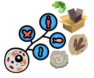 Révision Ch5 6ème | Genially