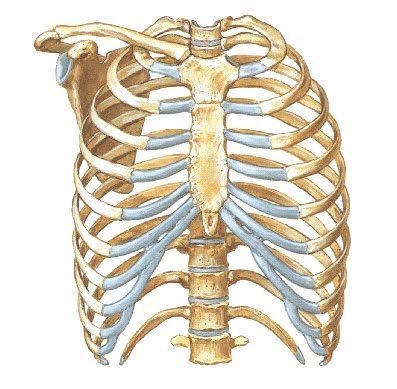 SISTEMA RESPIRATORIO | Genially