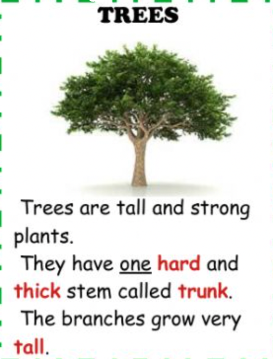 Classification of plants according to the stem | Genially