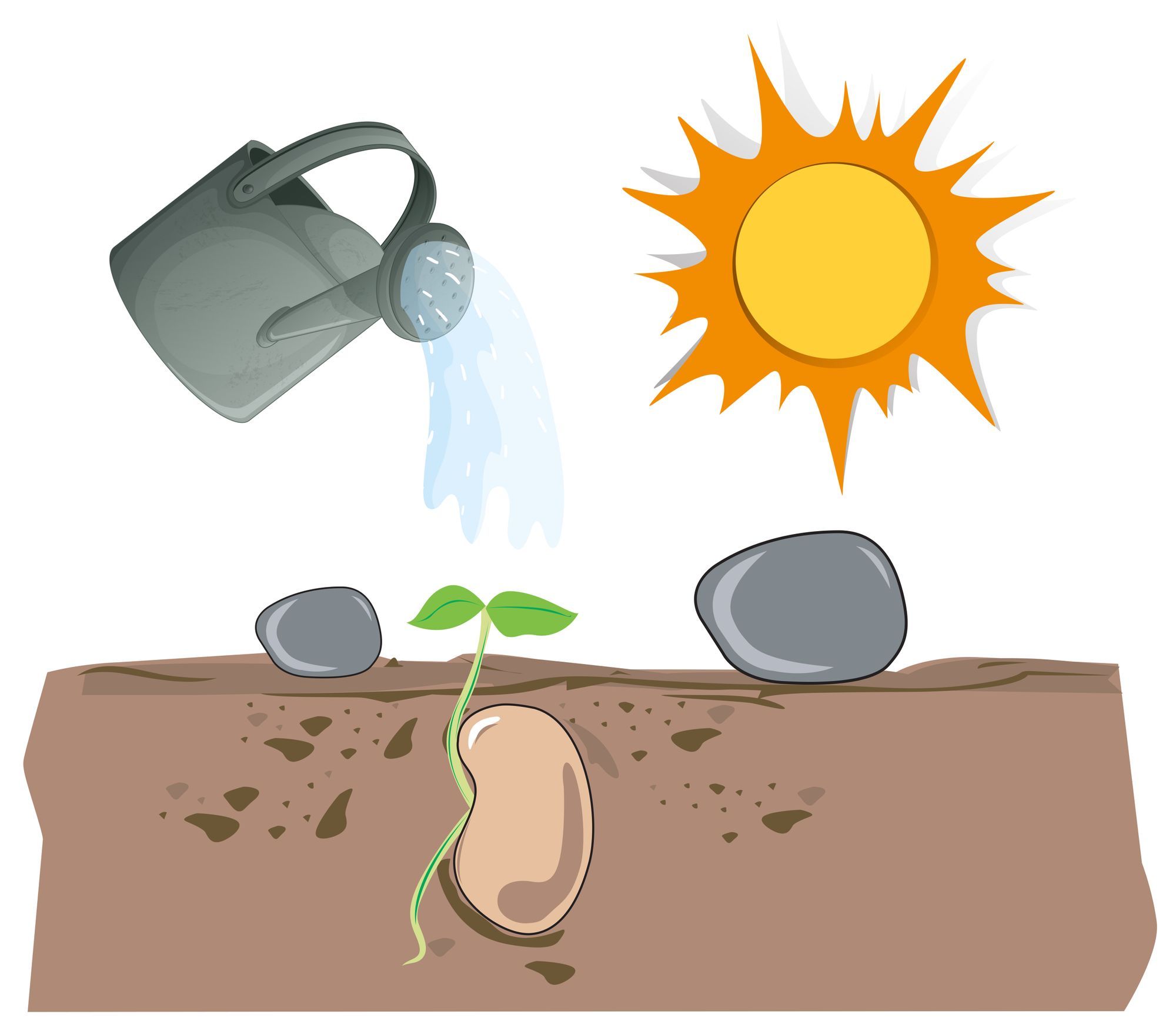 Necesidades de las plantas | Genially