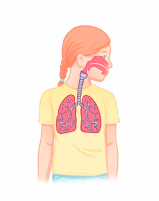 Respiratory system game