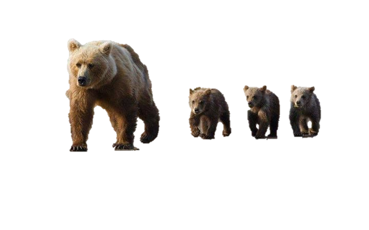 RESPIRACIÓN DE ANIMALES | Genially