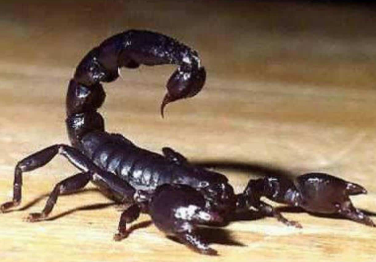 Animales perjudiciales y beneficiosos | Genially