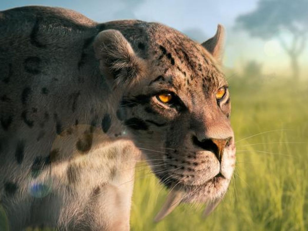 Saber- Toothed Tiger qlm