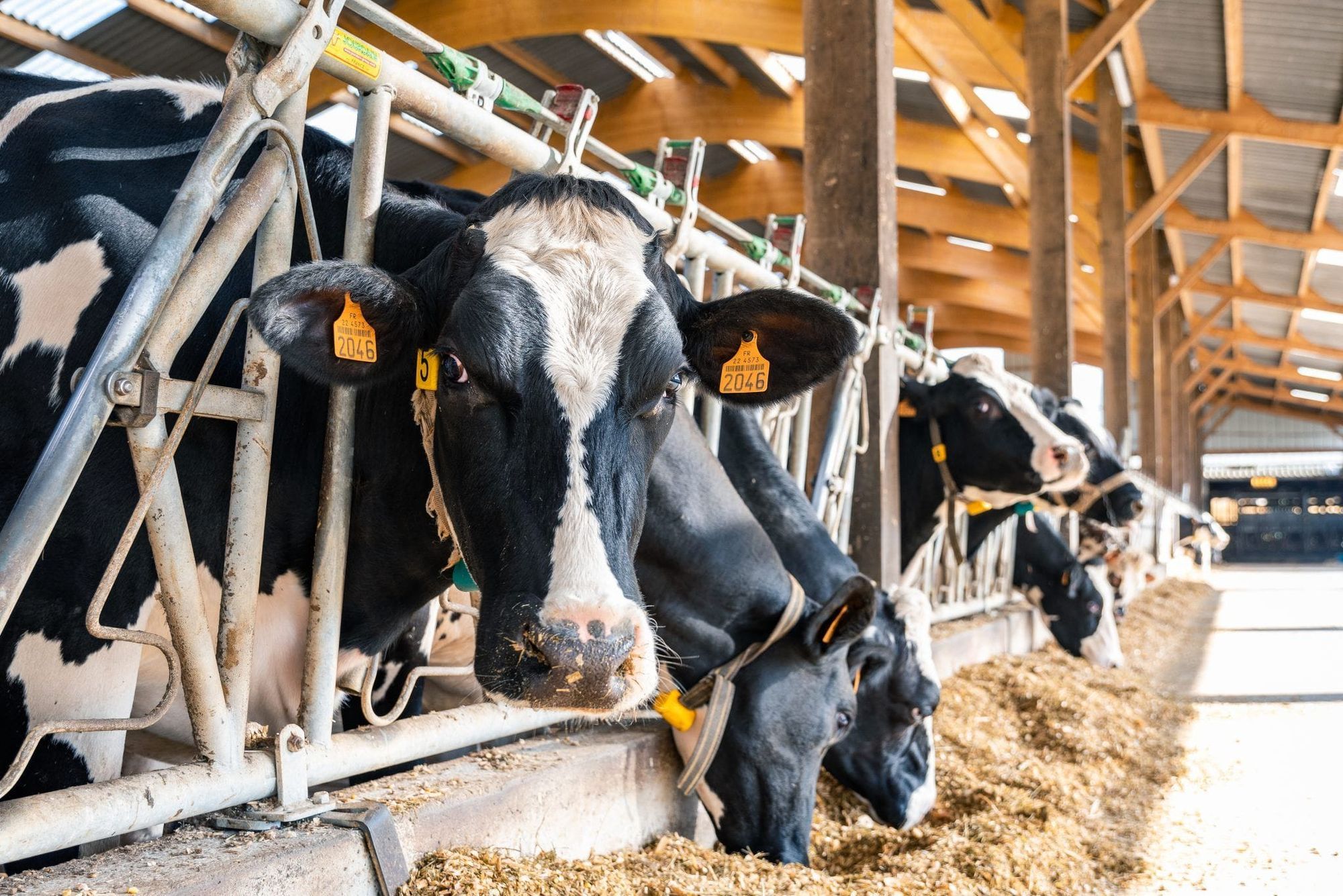 Gr 2 : élevage laitier en Bretagne | Genially