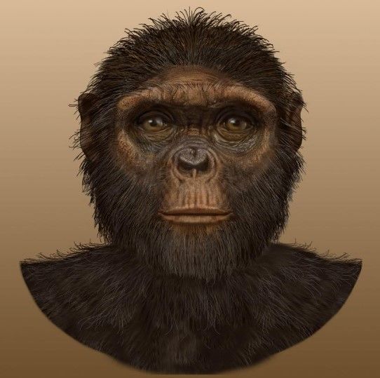 ARDIPITHECUS E AUSTRALOPITECO
