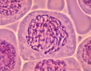 Microscopio Profase
