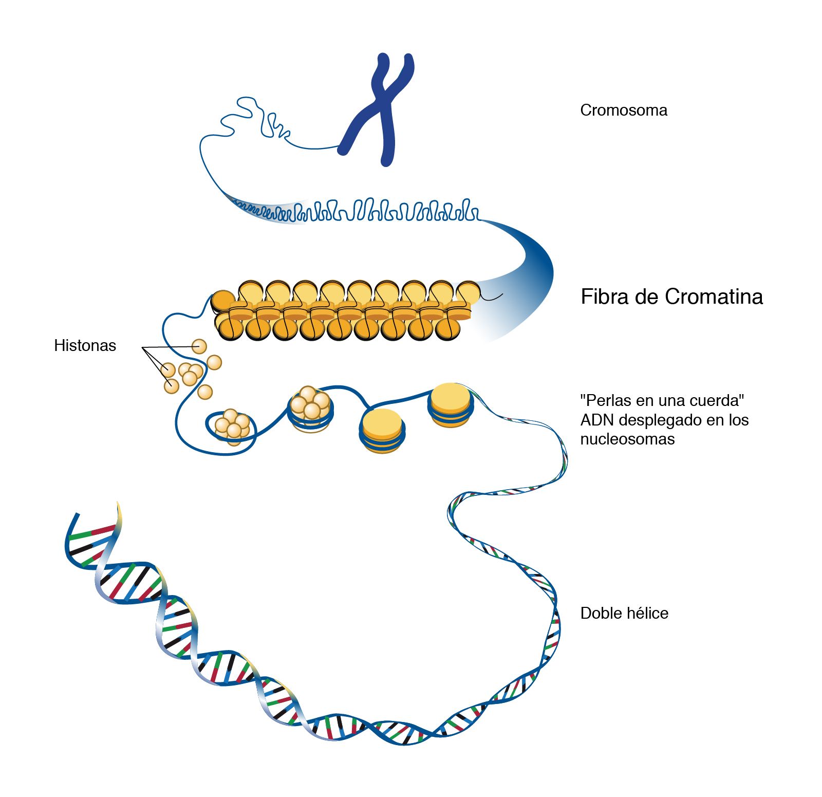 Célula Eucariota: Núcleo y Cromosoma Metafásico | Genially