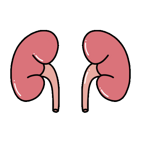 Sistema urinario | Genially