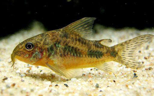 especies peces -Eje 4 | Genially